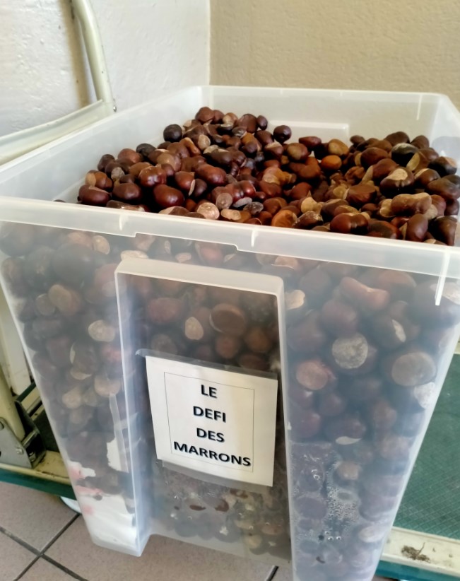Défi Marrons – Groupe Scolaire Joseph Cornier